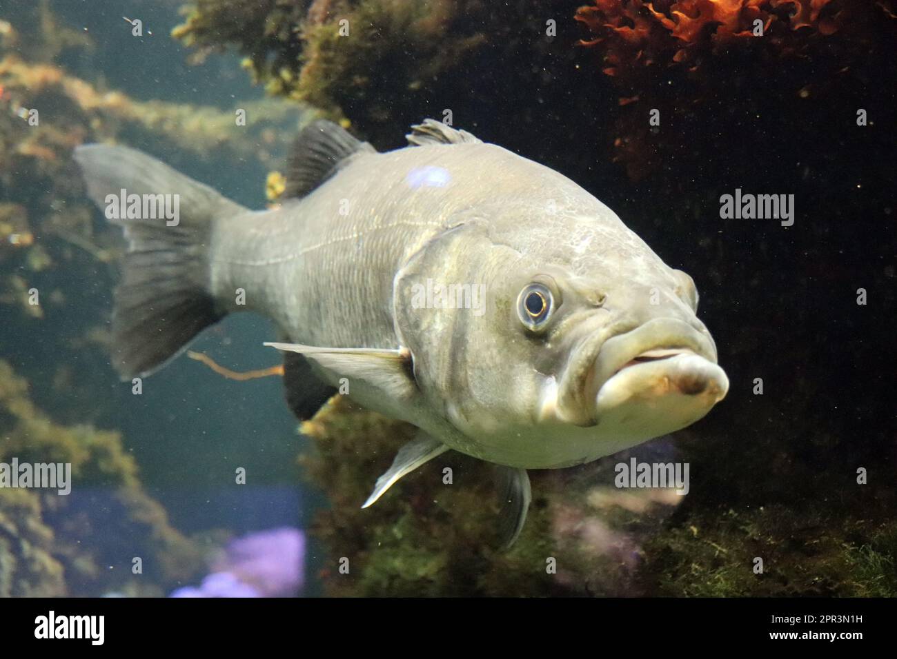 Barsch elritze -Fotos und -Bildmaterial in hoher Auflösung – Alamy