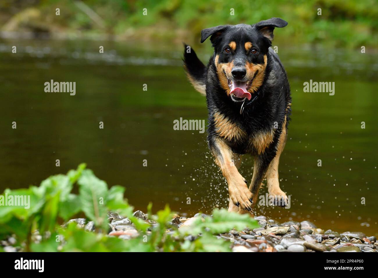 Labrador rottweiler kreuz -Fotos und -Bildmaterial in hoher Auflösung ...