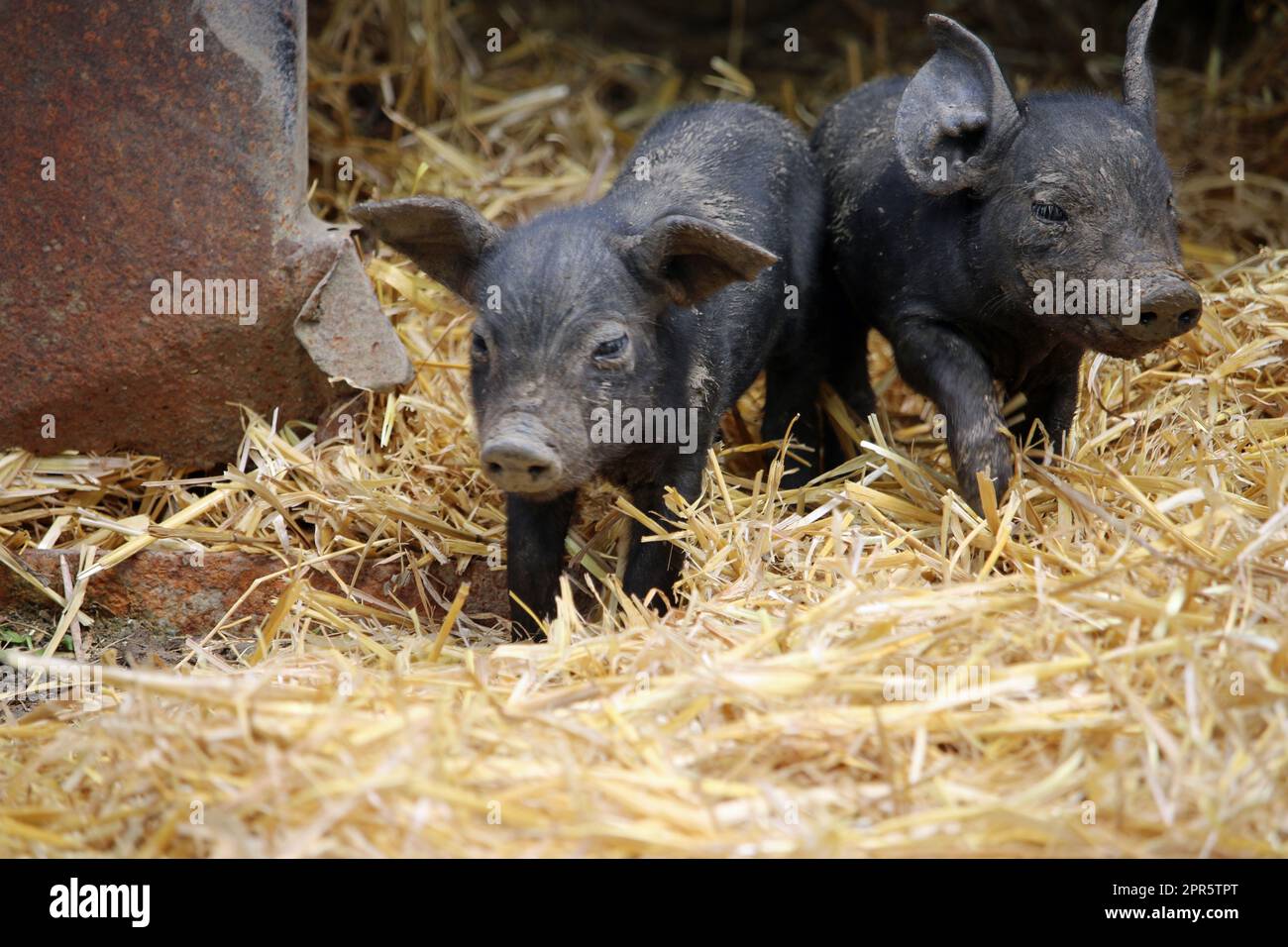 Ferkel im stroh -Fotos und -Bildmaterial in hoher Auflösung – Alamy