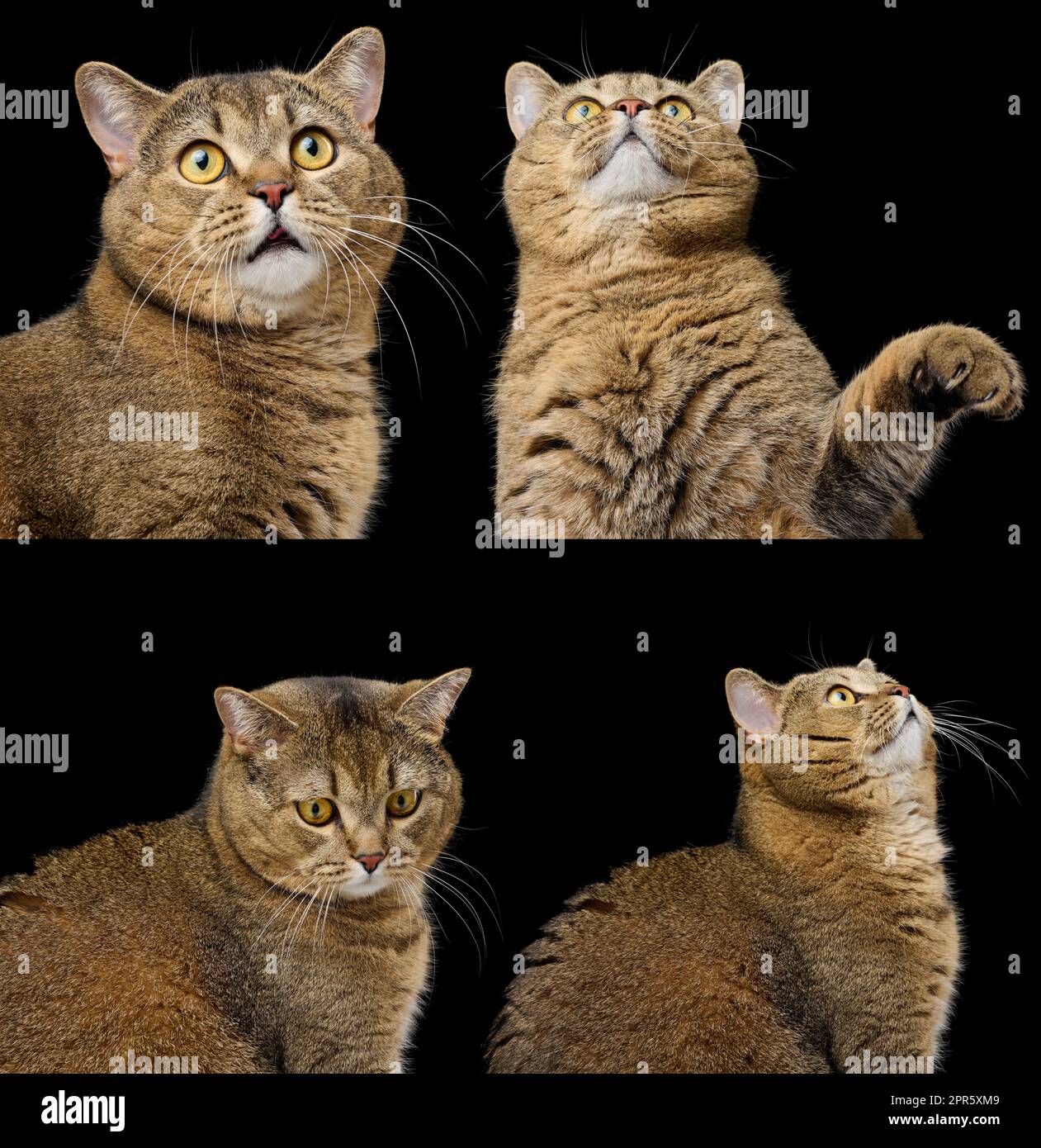 Emociones de los animales -Fotos und -Bildmaterial in hoher Auflösung ...