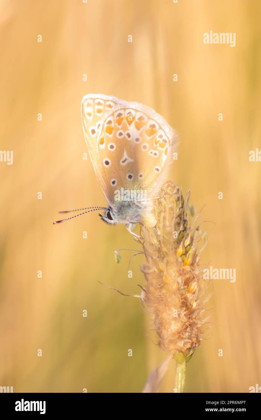 Ein wunderschöner Schmetterling in Profilansicht Makro mit glänzendem, verschwommenem ...