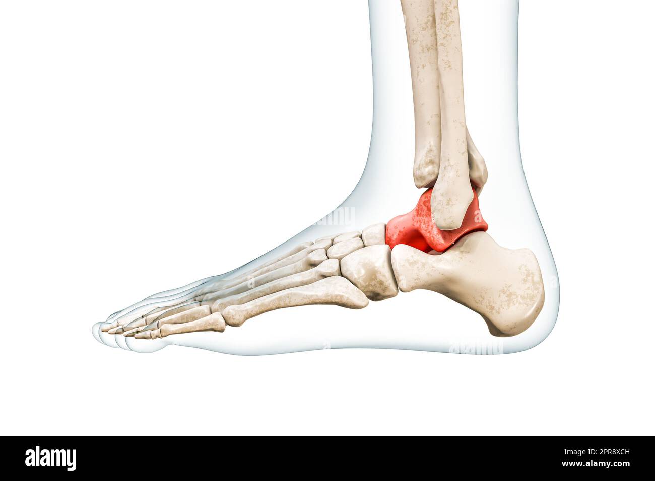 Talus tarsalis in Rot mit Darstellung des Körpers 3D isoliert auf Weiß ...