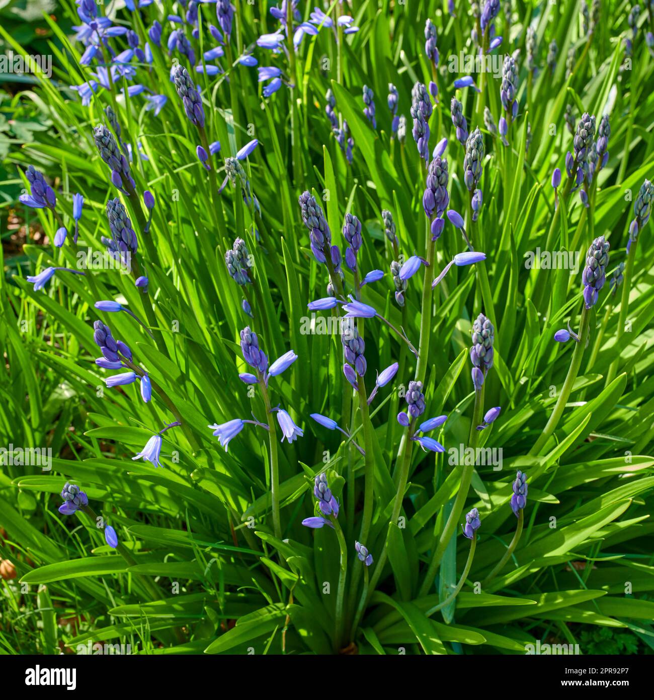Indigo wild -Fotos und -Bildmaterial in hoher Auflösung – Alamy