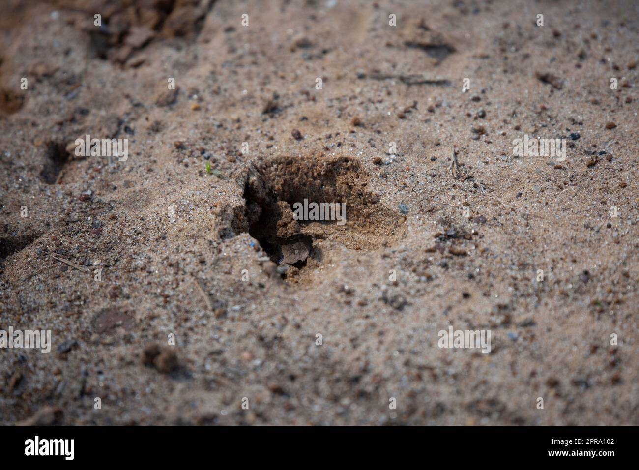 Hirsch spur -Fotos und -Bildmaterial in hoher Auflösung – Alamy