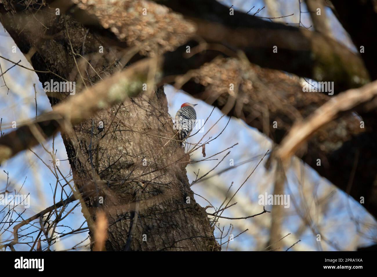 Specht mit rotem kopf -Fotos und -Bildmaterial in hoher Auflösung – Alamy