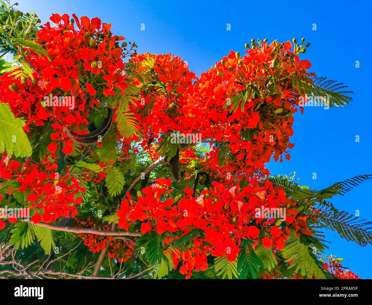 Wunderschöne tropische Flammen Baum rote Blumen Flamboyant Delonix Regia Mexiko Stockfotografie ...
