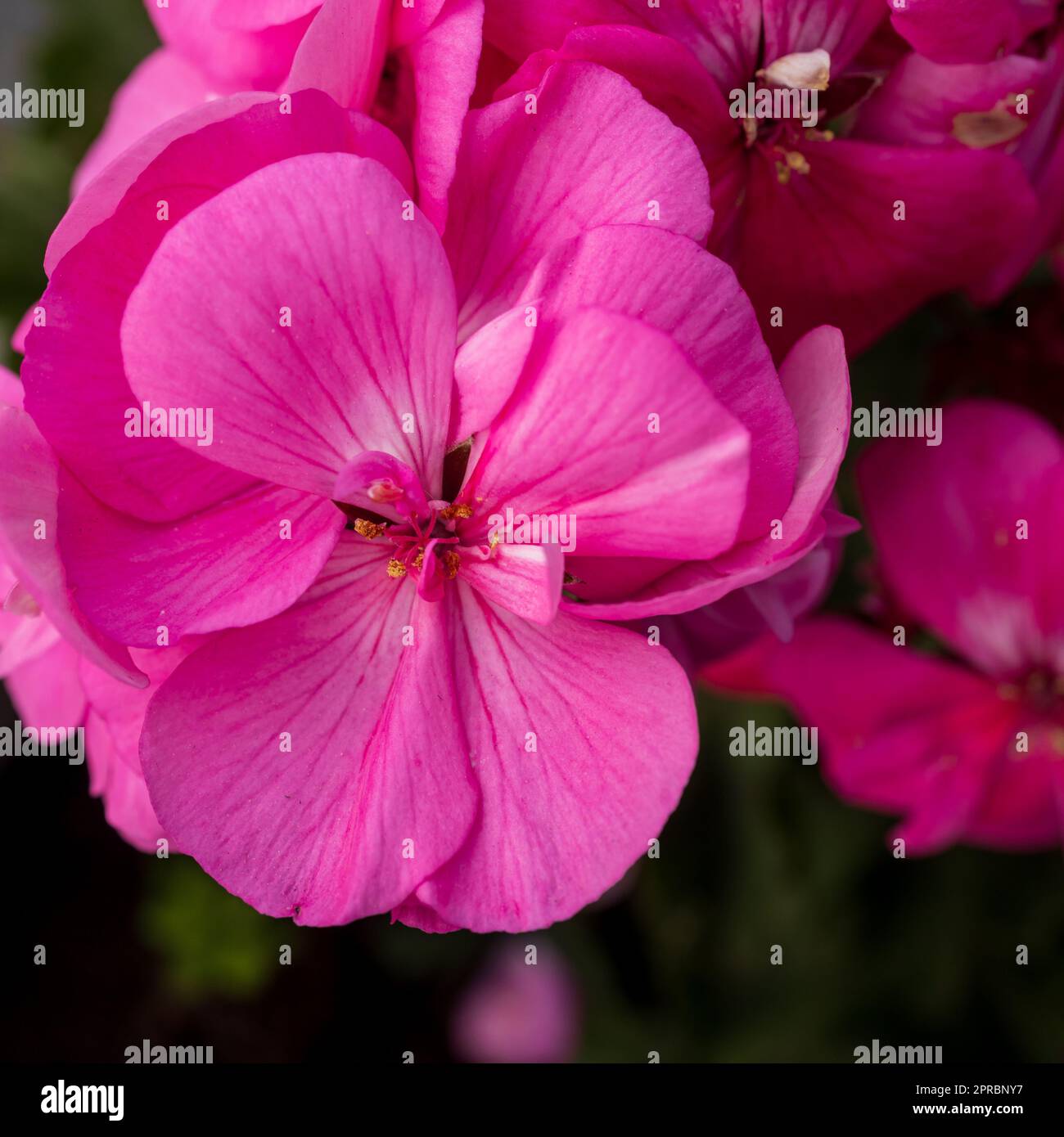 Die Flora Israels. Quadratischer Rahmen. Pelargonium graveolens ist ...