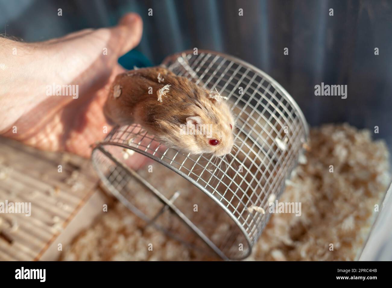 Ein süßer syrischer Hamster in einer Schachtel kommt aus seinem Haus ...