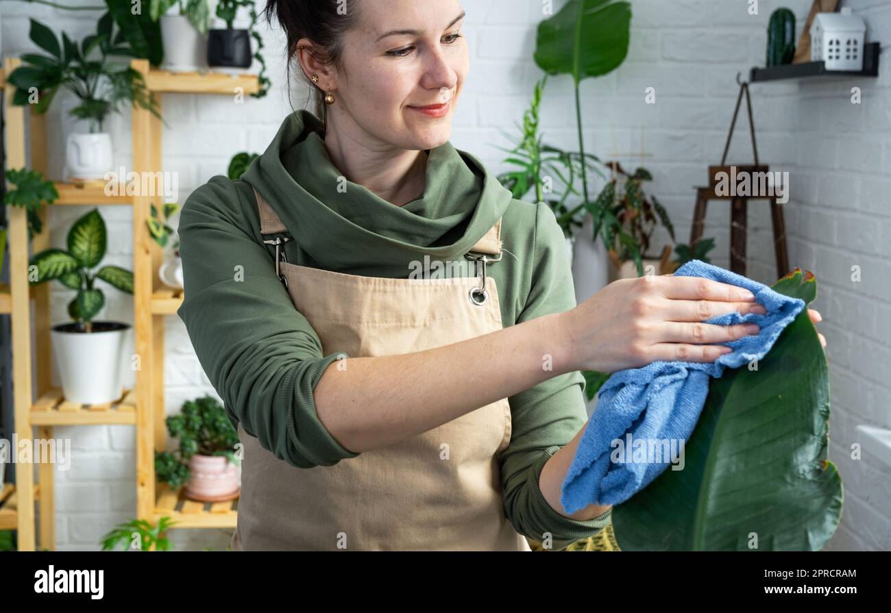 Die Frau wischte den Staub mit einem Lappen von den Blättern von ...