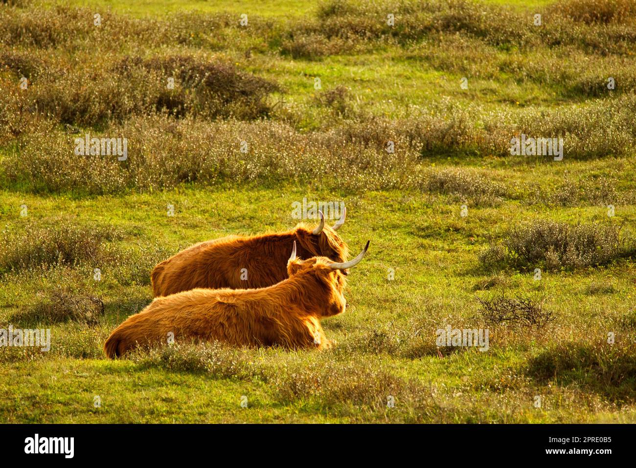 Zwei schottische Highland-Rinder, ein Stier und eine Kuh, die im ...