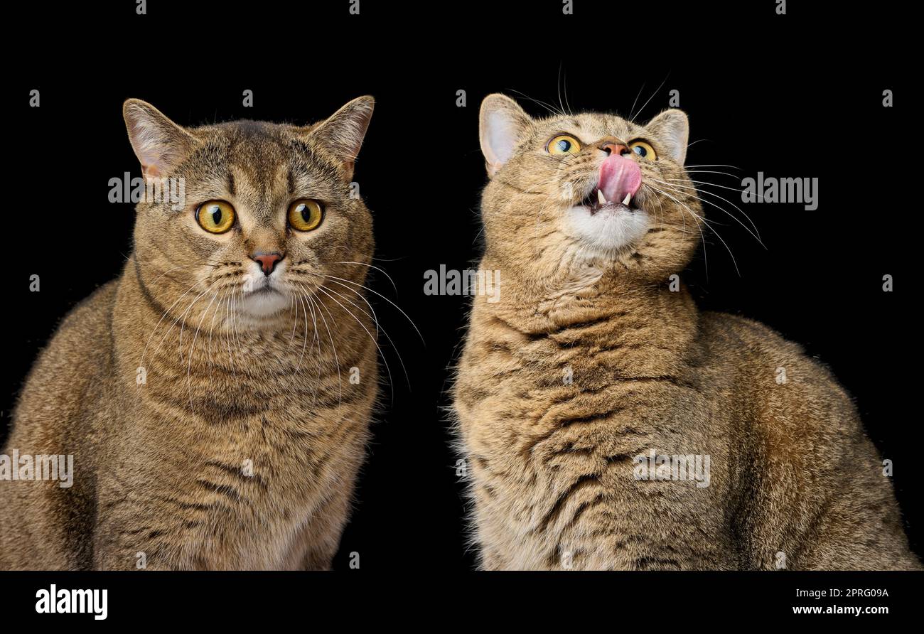 Emociones de los animales -Fotos und -Bildmaterial in hoher Auflösung ...