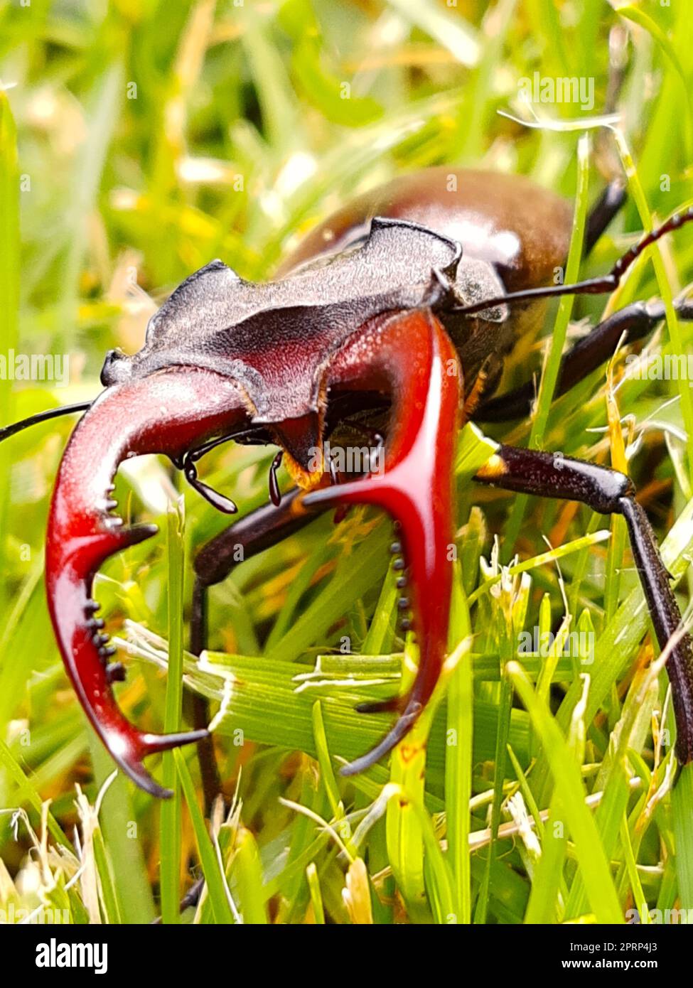 Hirschkäfer (lat. Lucanus cervus) ist ein großer Käfer der Gattung ...