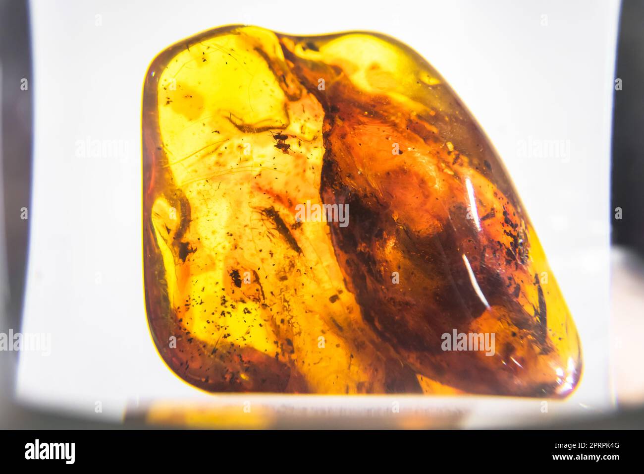 Insekten bernstein -Fotos und -Bildmaterial in hoher Auflösung – Alamy