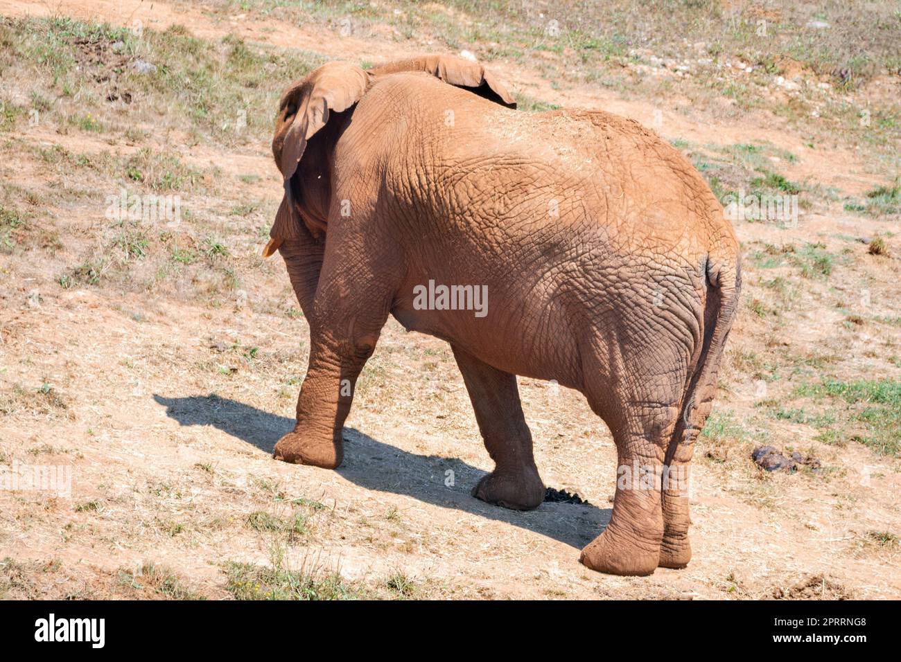 Lebensraum der haut -Fotos und -Bildmaterial in hoher Auflösung – Alamy