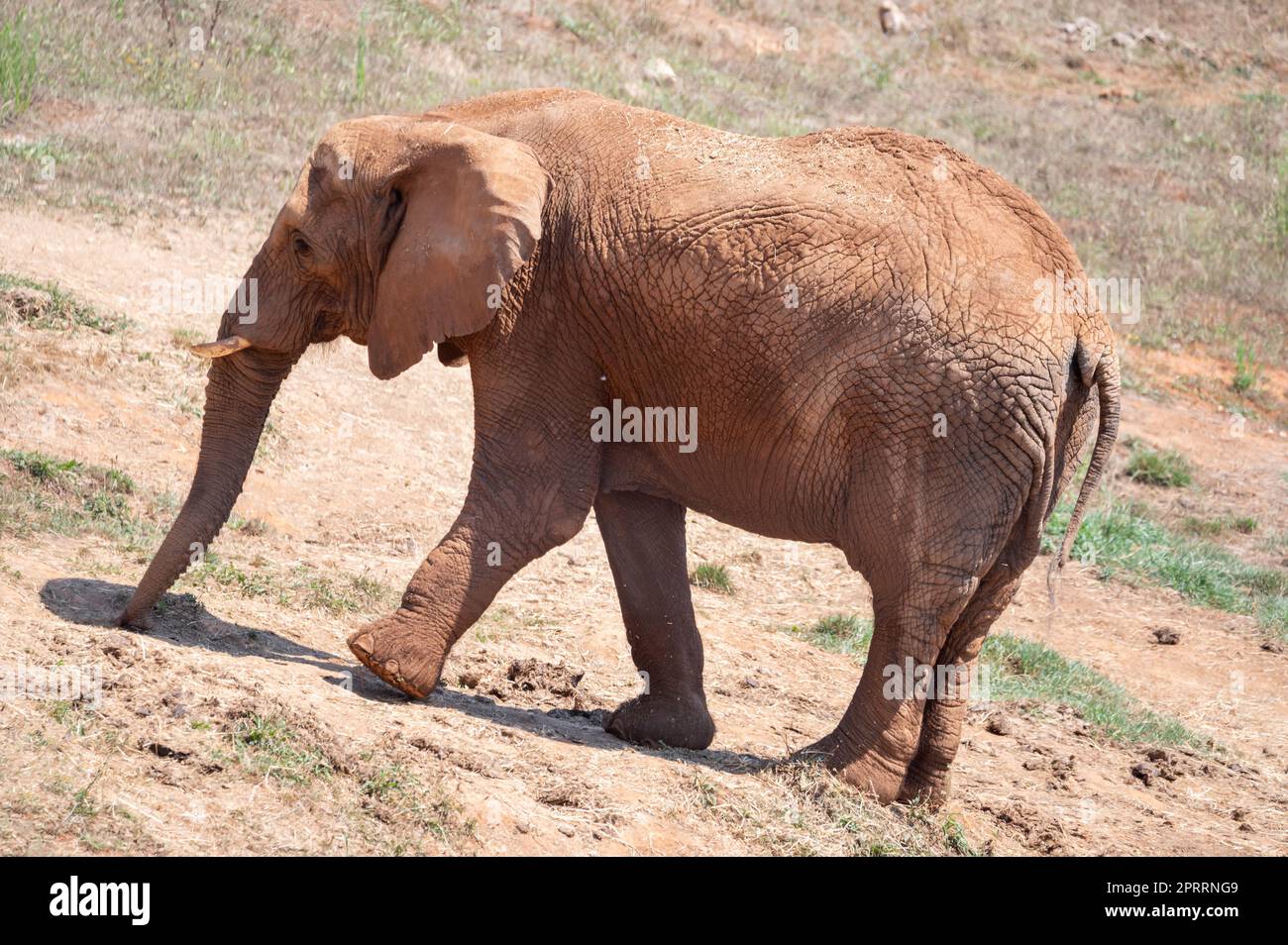 Lebensraum der haut -Fotos und -Bildmaterial in hoher Auflösung – Alamy