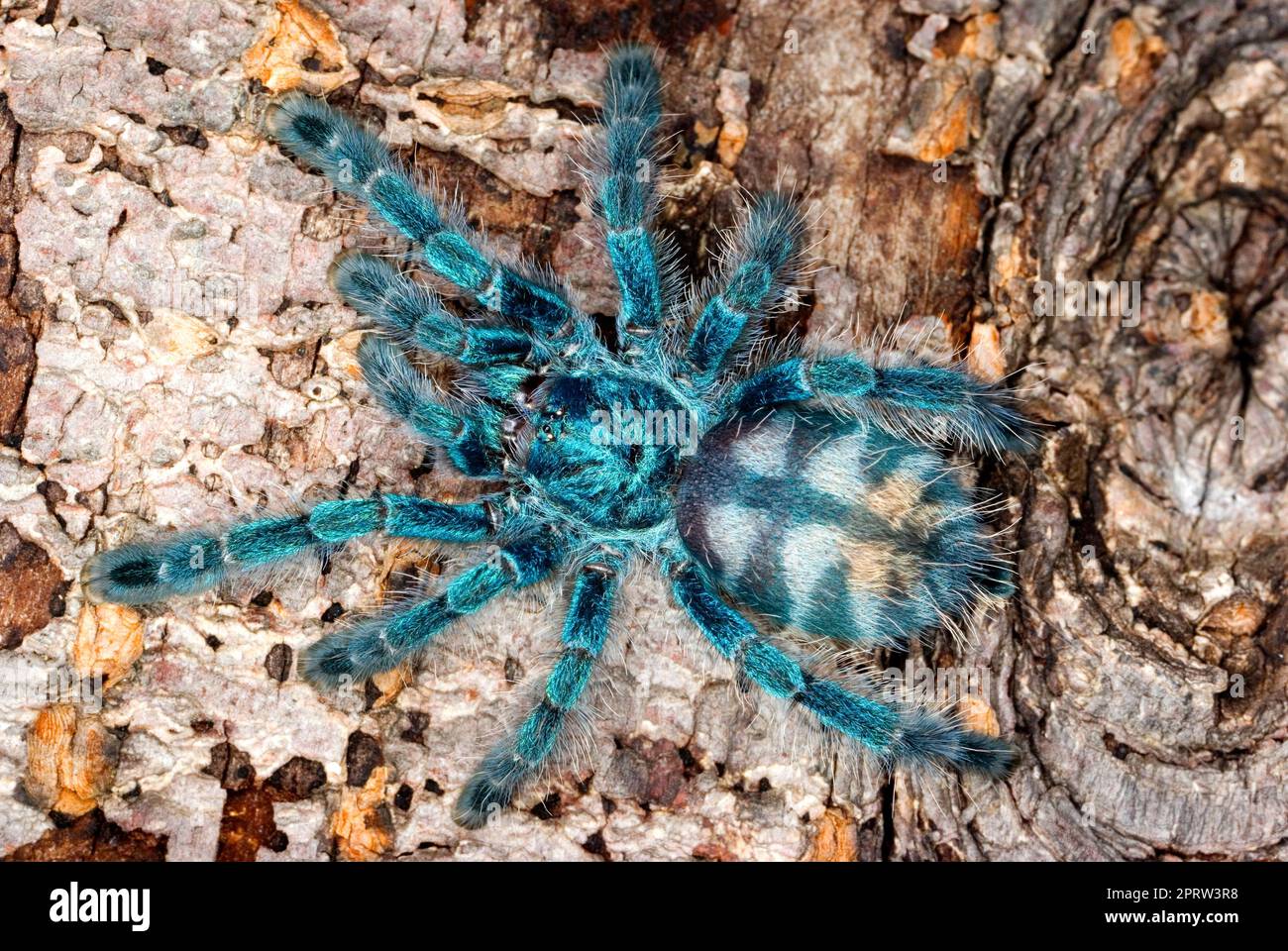 Pinktoe tarantula (avicularia avicularia) -Fotos und -Bildmaterial in ...