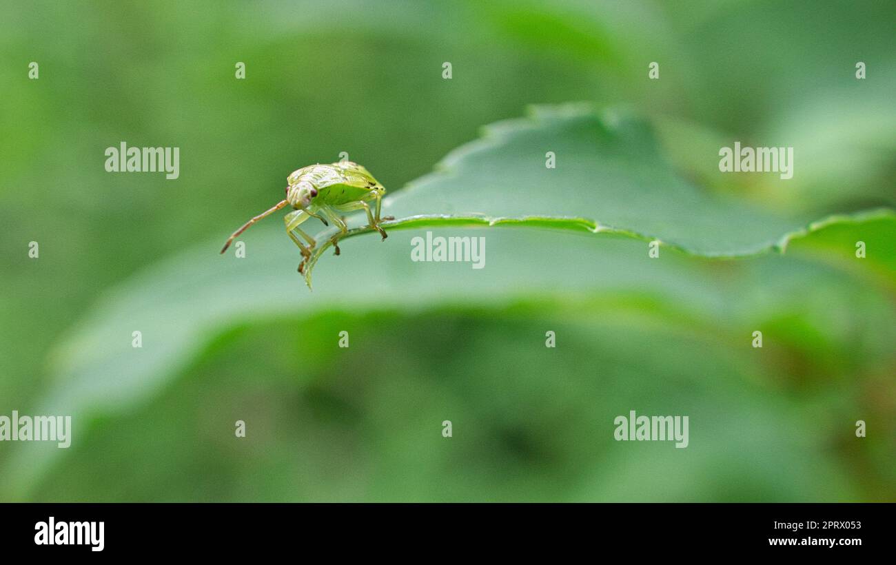 Wanzen sind Insekten und gehören zur Ordnung der Schnabelwanzen. Von ...