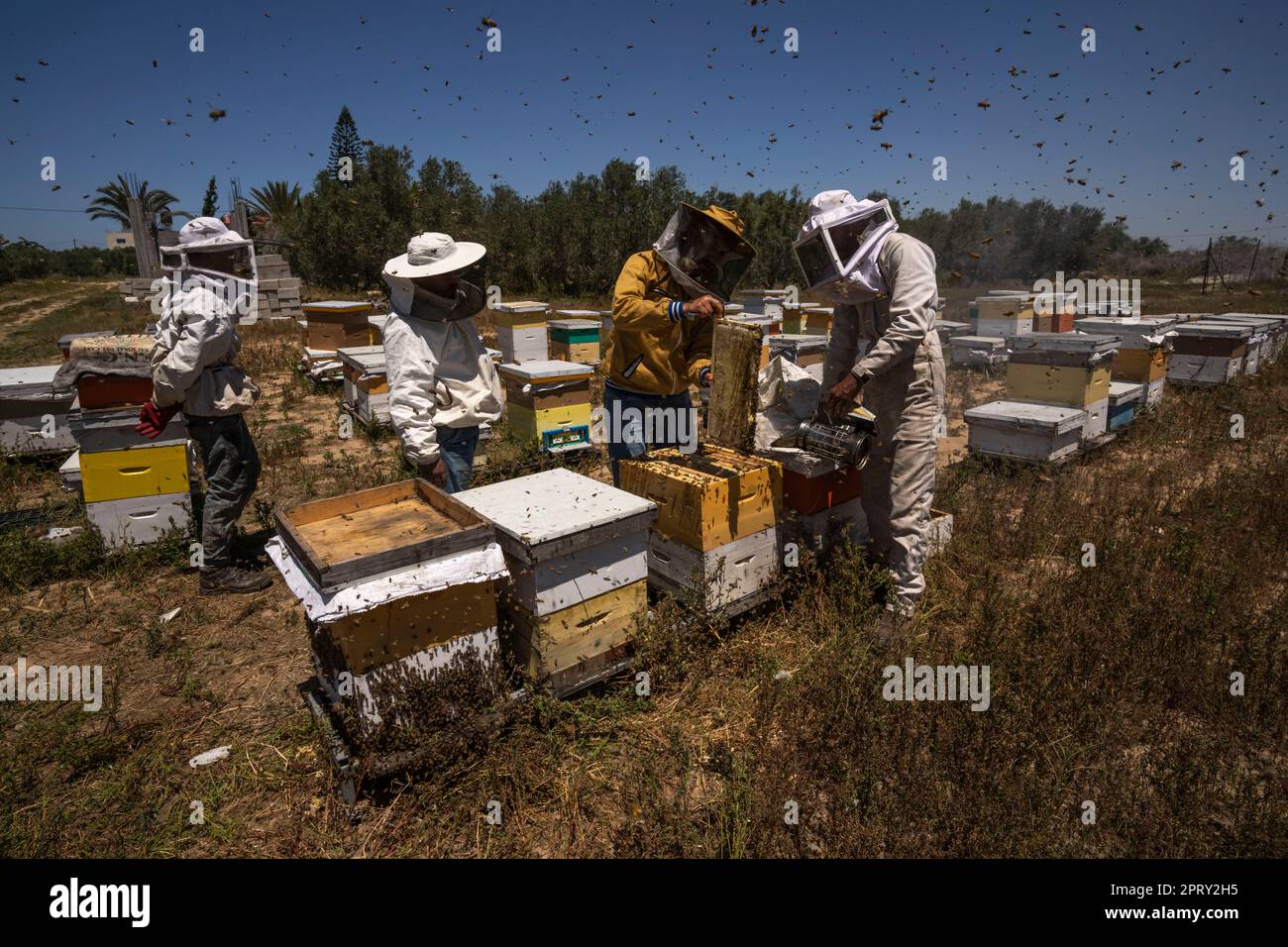 Beekeepers lift honeycombs from a beehive after using smoke to calm the ...