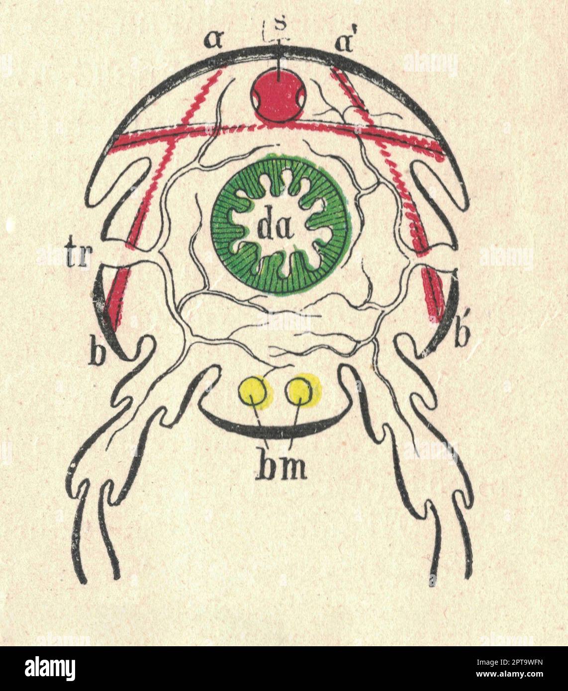 Antike Darstellung der Arthropode. Vintage-Illustration. Querschnitt ...