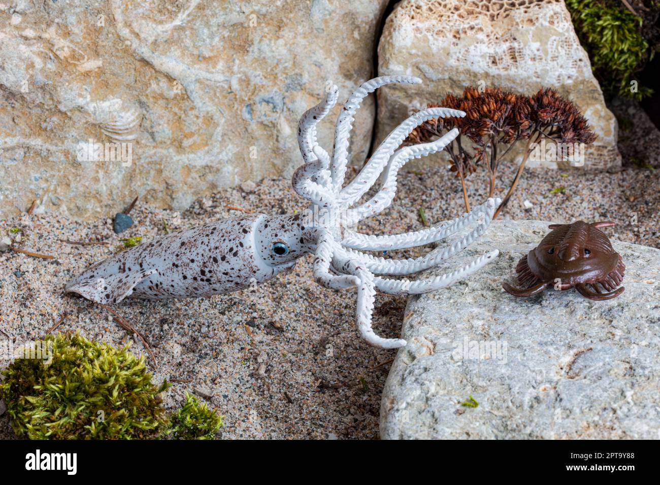 Ein Belemnite (CollectA 2019) stürzt sich in einen Trilobite (Toymany ...