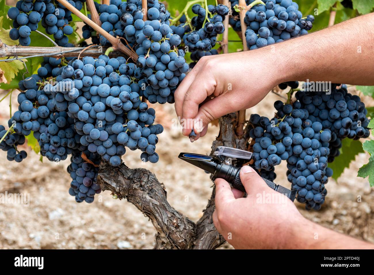 Cannonau-Trauben. Der Agronom im Weinberg drückt die Trauben auf dem ...