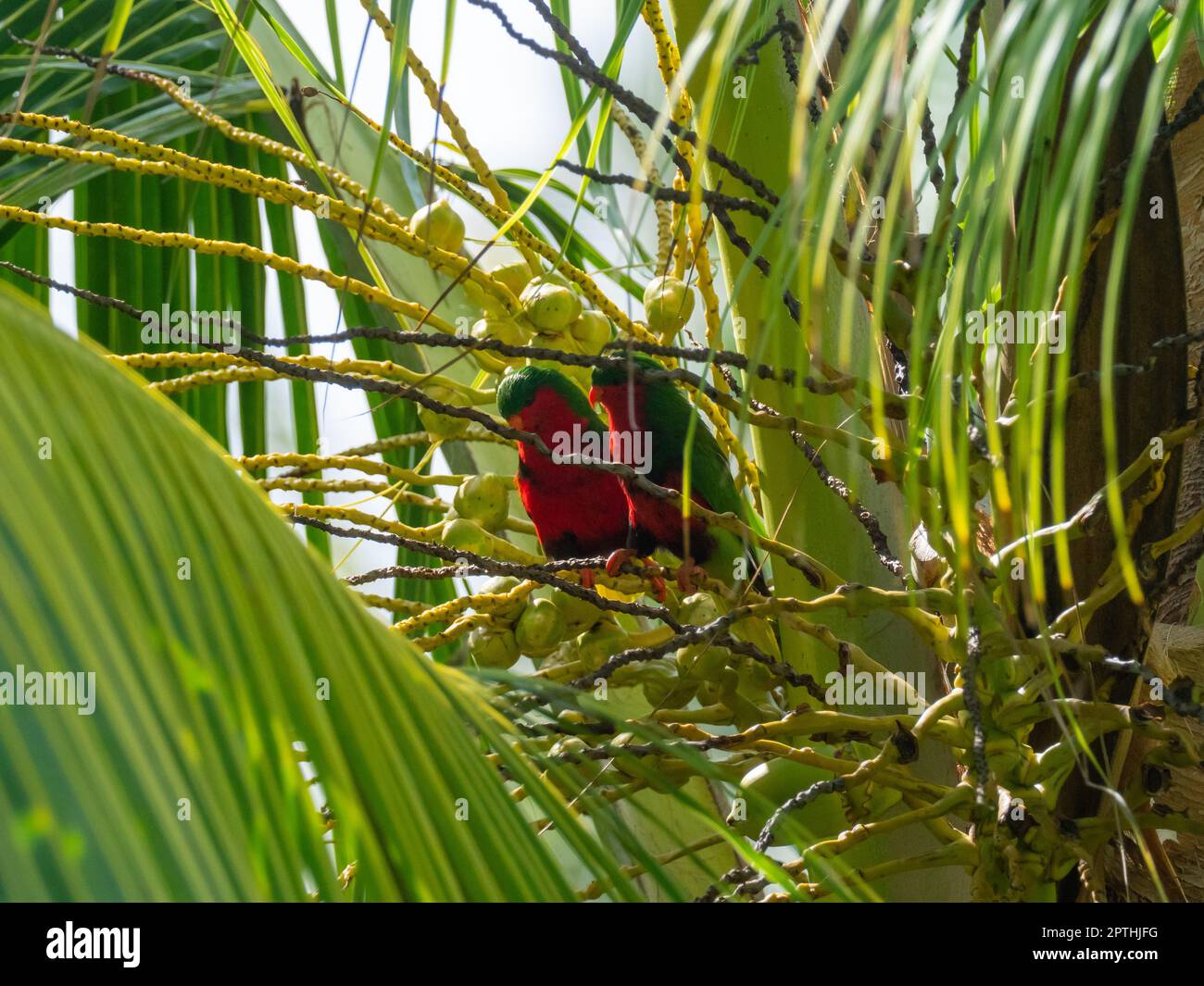 Stephen's Lorikeet, Vini stepheni, ein endemischer Sittich, der auf ...