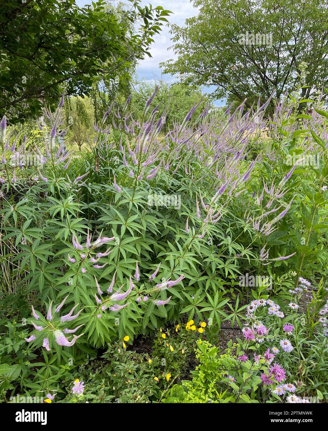 Veronica longifolia blauriesin -Fotos und -Bildmaterial in hoher Auflösung – Alamy