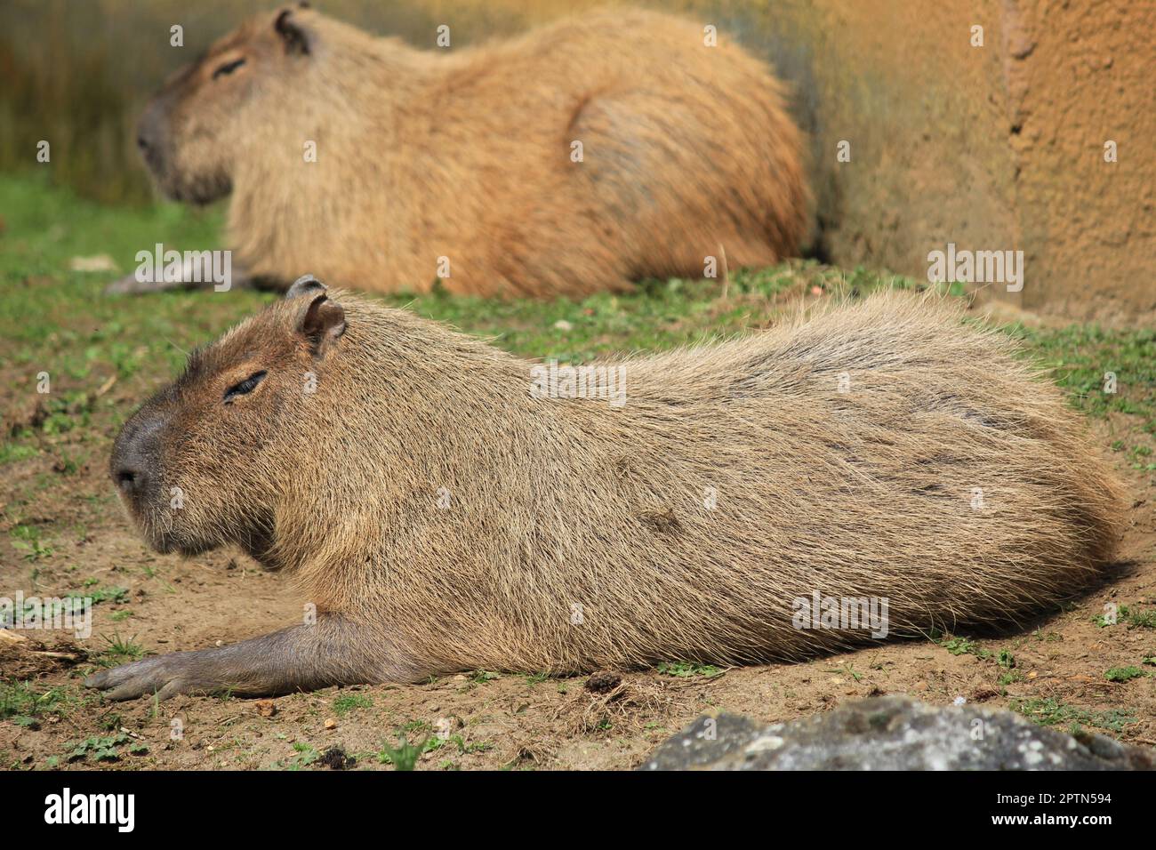 Größeres capybara -Fotos und -Bildmaterial in hoher Auflösung – Alamy