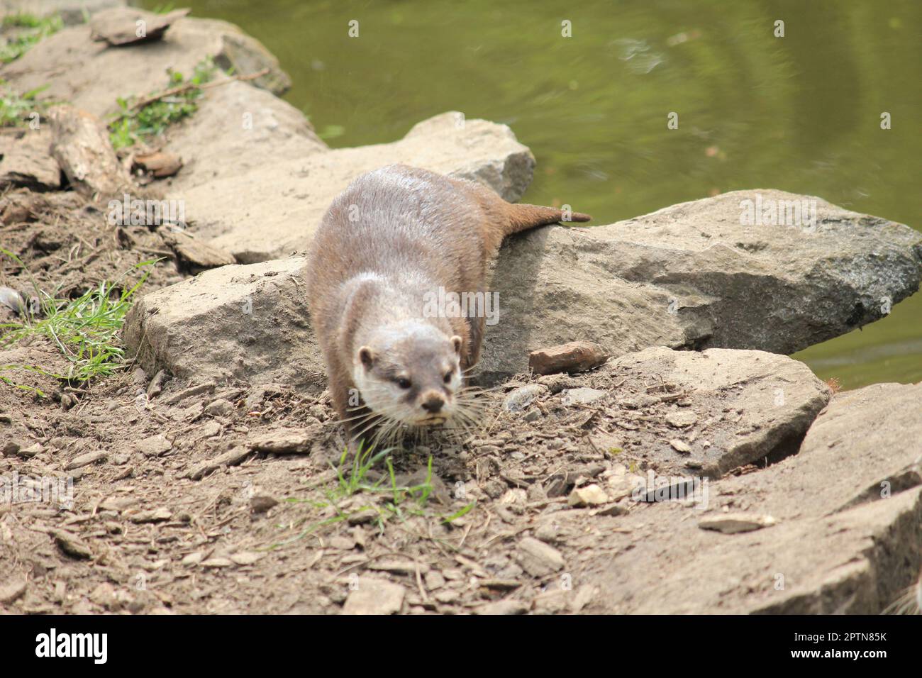 Verlust des lebensraums der otter -Fotos und -Bildmaterial in hoher Auflösung – Alamy