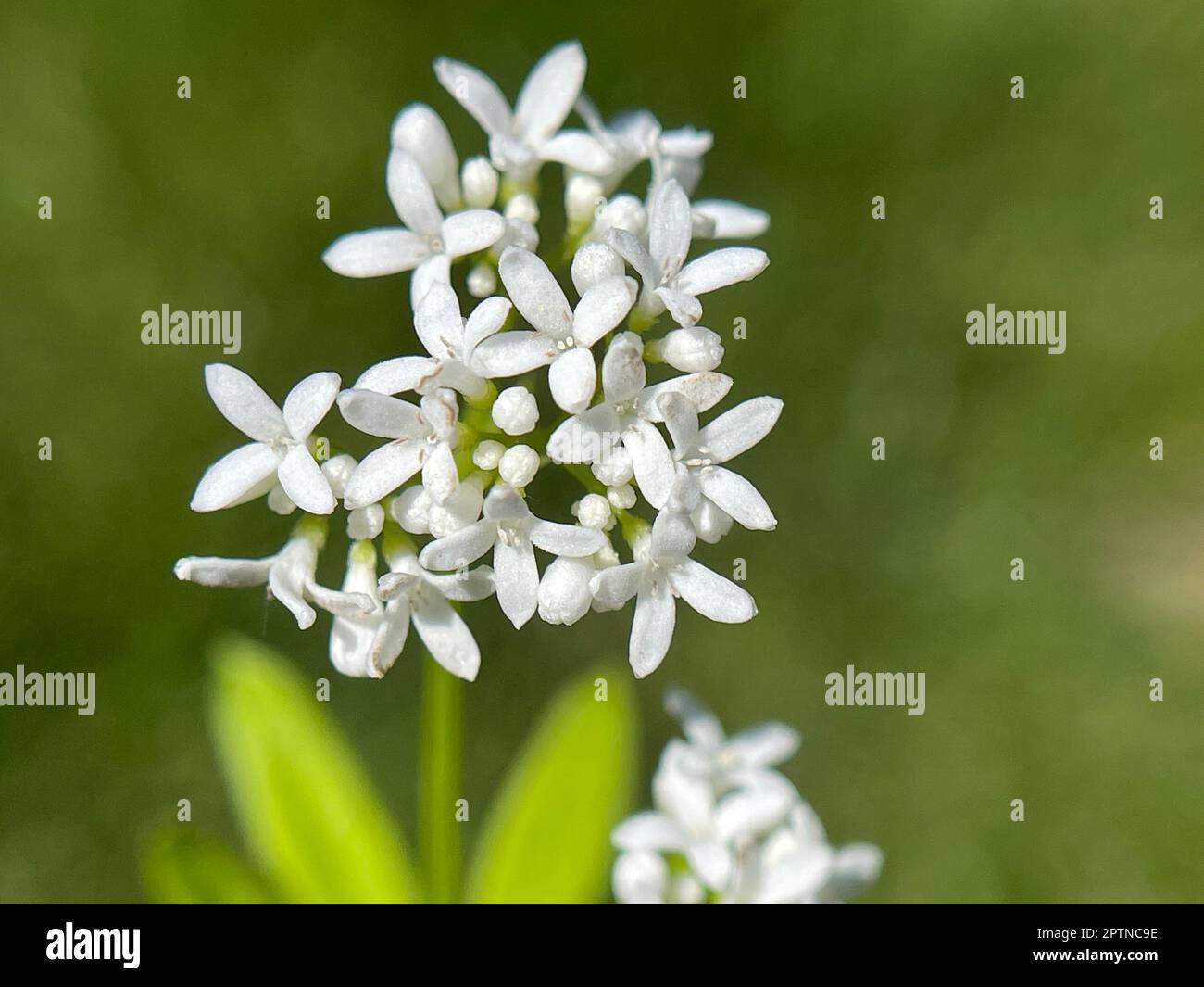 Waldmeister, Galium odoratum ist eine Gewürz- und Heilpflanze die im ...