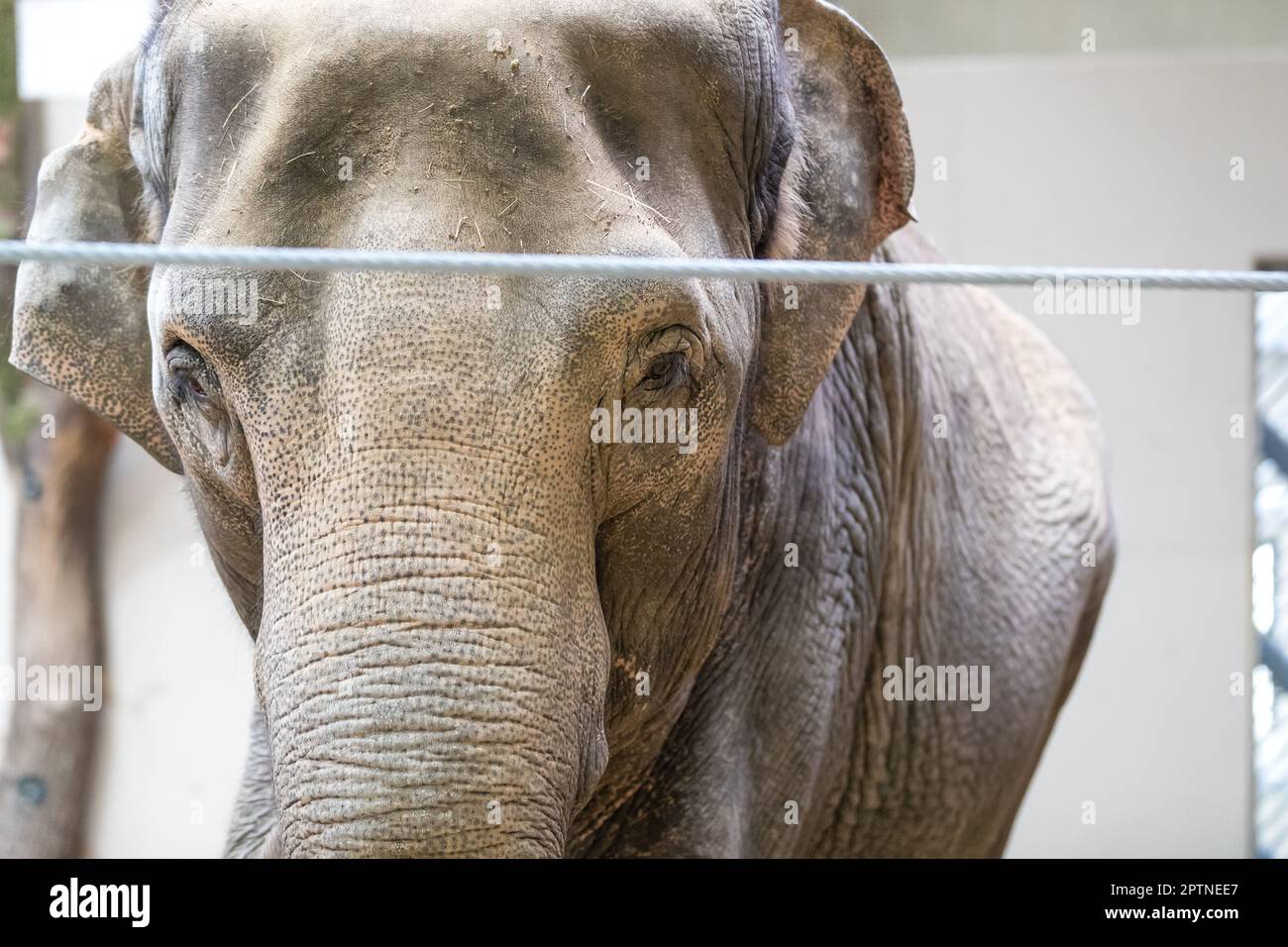 Cottbus, Deutschland. 28. April 2023. Lady Elephant Don Chung steht in ...