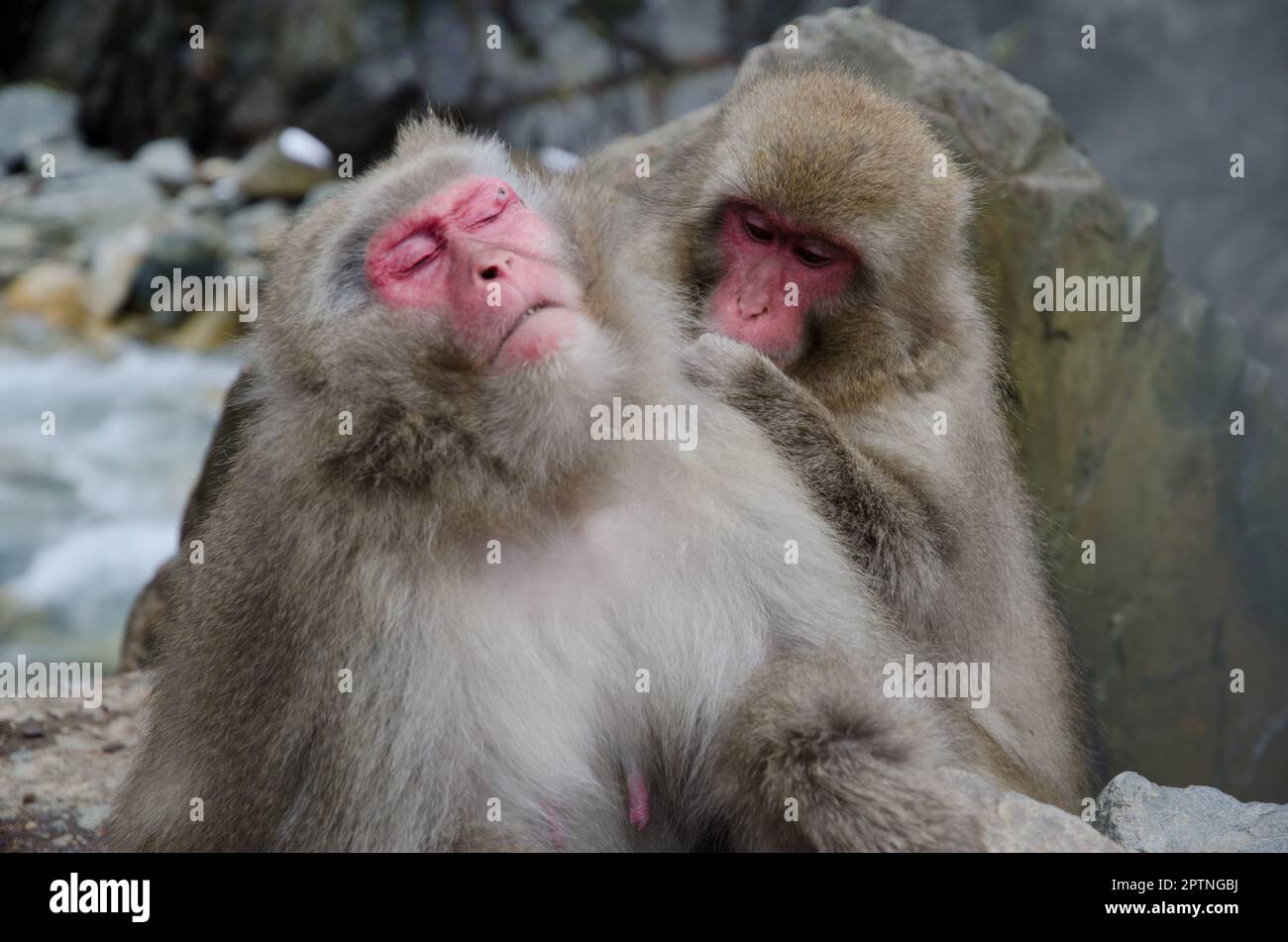 Ein japanischer Makak Macaca Fuscata, der einen anderen pflegt ...