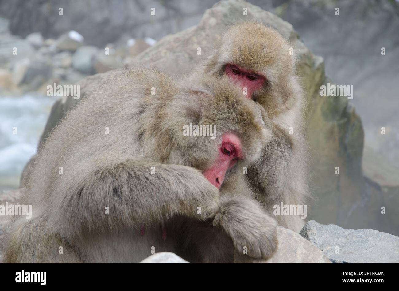Ein japanischer Makak Macaca Fuscata, der einen anderen pflegt ...