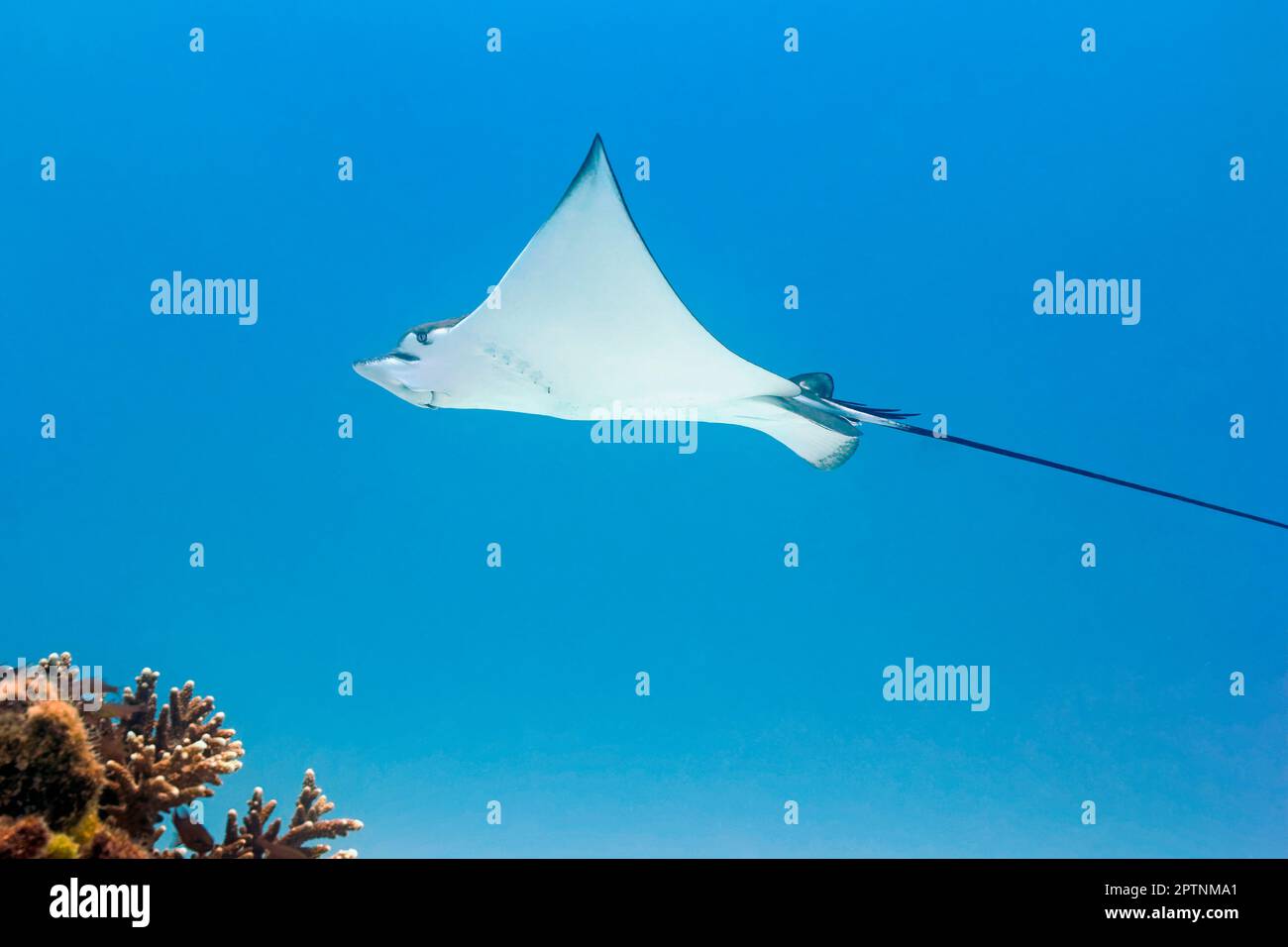 Wilder adlerrochen -Fotos und -Bildmaterial in hoher Auflösung – Alamy