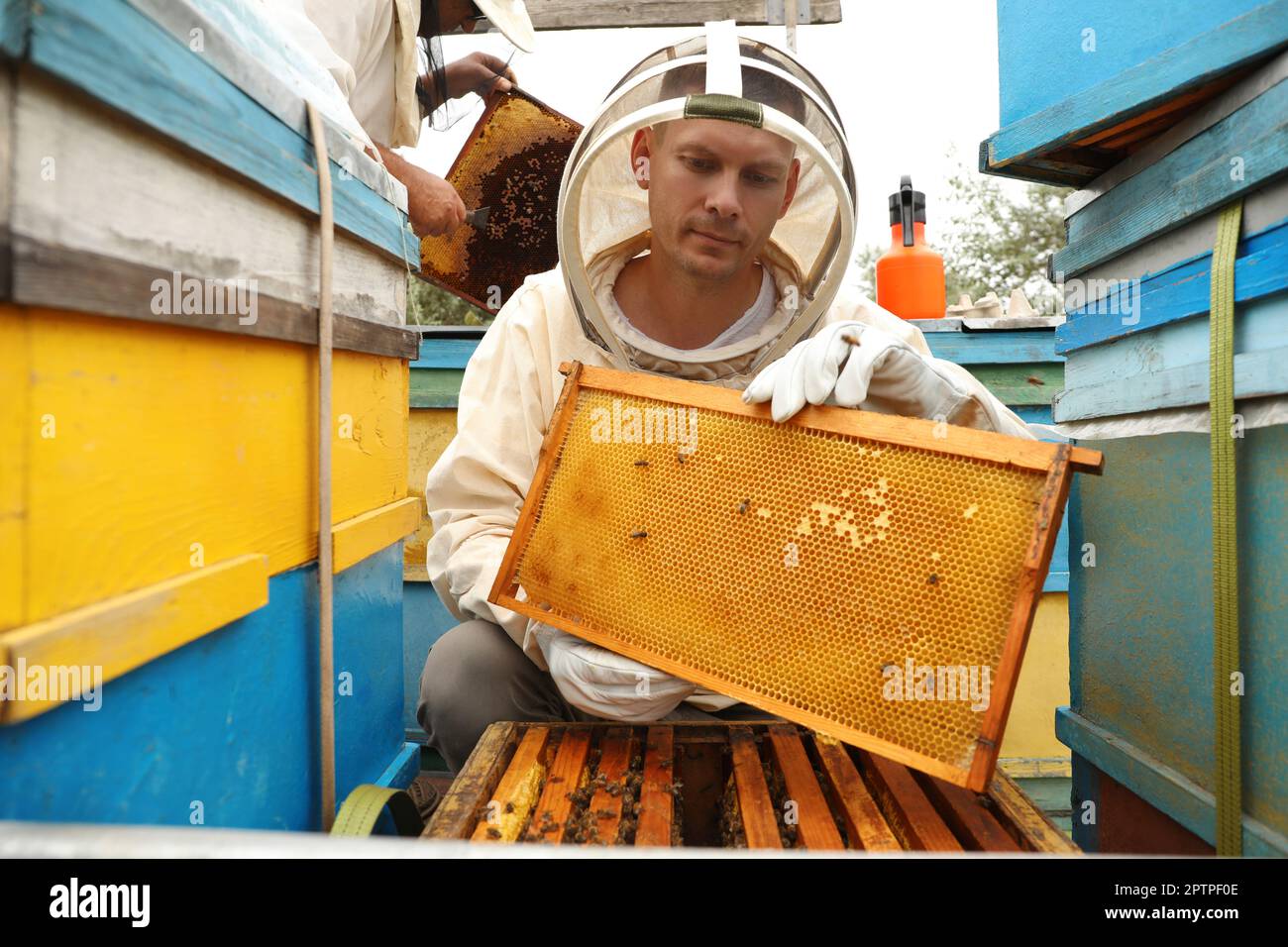Imker in Uniform, der den Rahmen aus dem Bienenstock in der ...