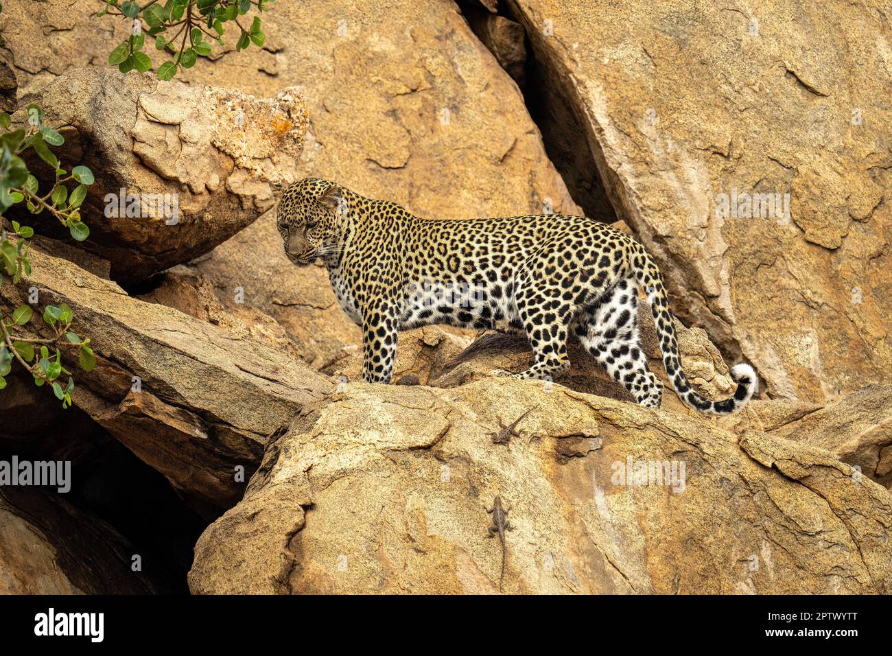 Leiste steht -Fotos und -Bildmaterial in hoher Auflösung – Alamy