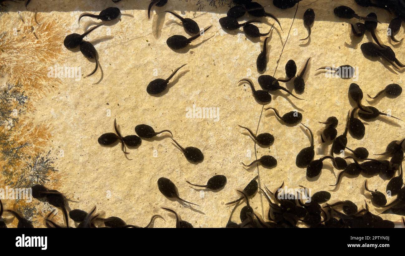 Kaulquappen sind nachembryonale Entwicklungsstadien – die Larven – der ...