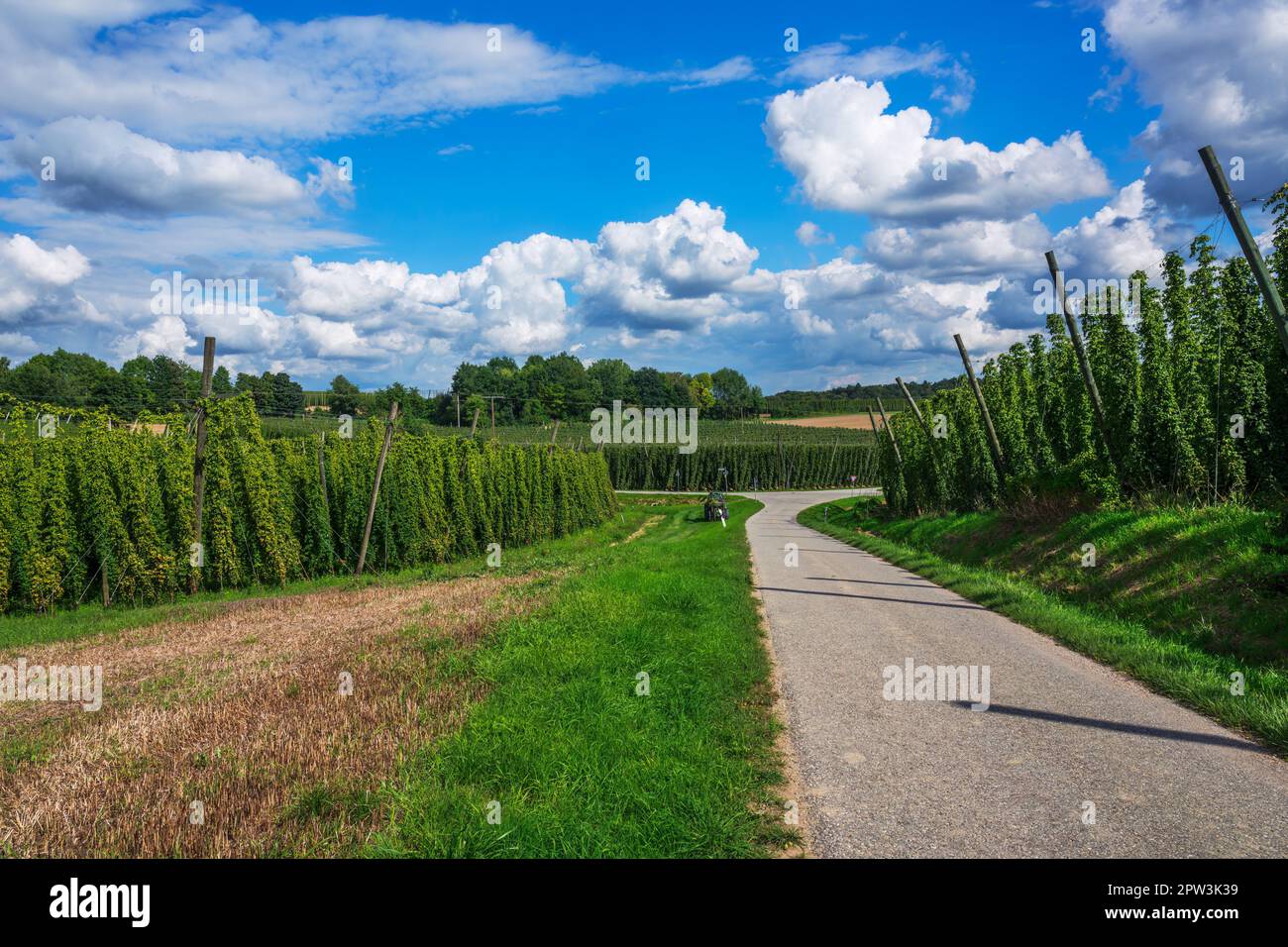 Hopfenanbau in einem Hopfengarten in Bayern, in einem Gebiet namens ...
