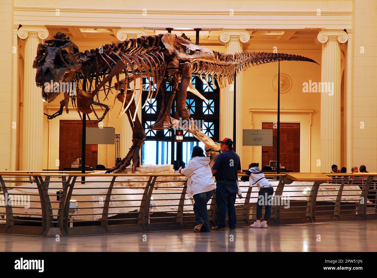Im Field Museum in Chicago werden die Knochen und Fossilien von Sue ...
