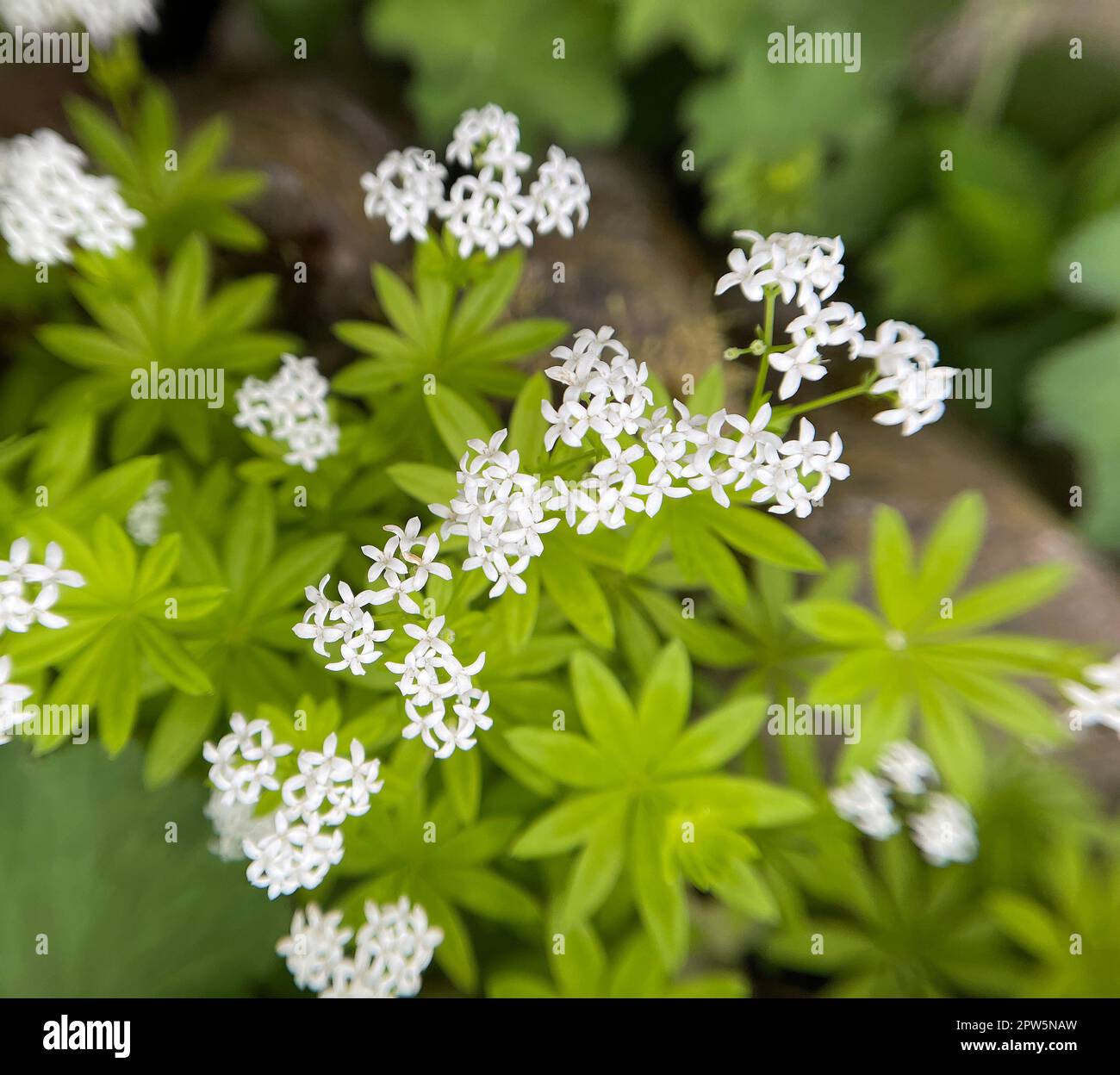 Waldmeister, Galium odoratum ist eine Gewürz- und Heilpflanze die im ...