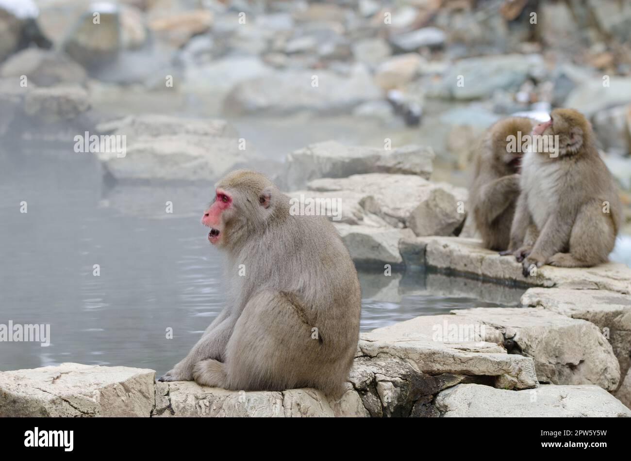 Japanische Makaken Macaca fuscata. Jigokudani Monkey Park. Yamanouchi ...