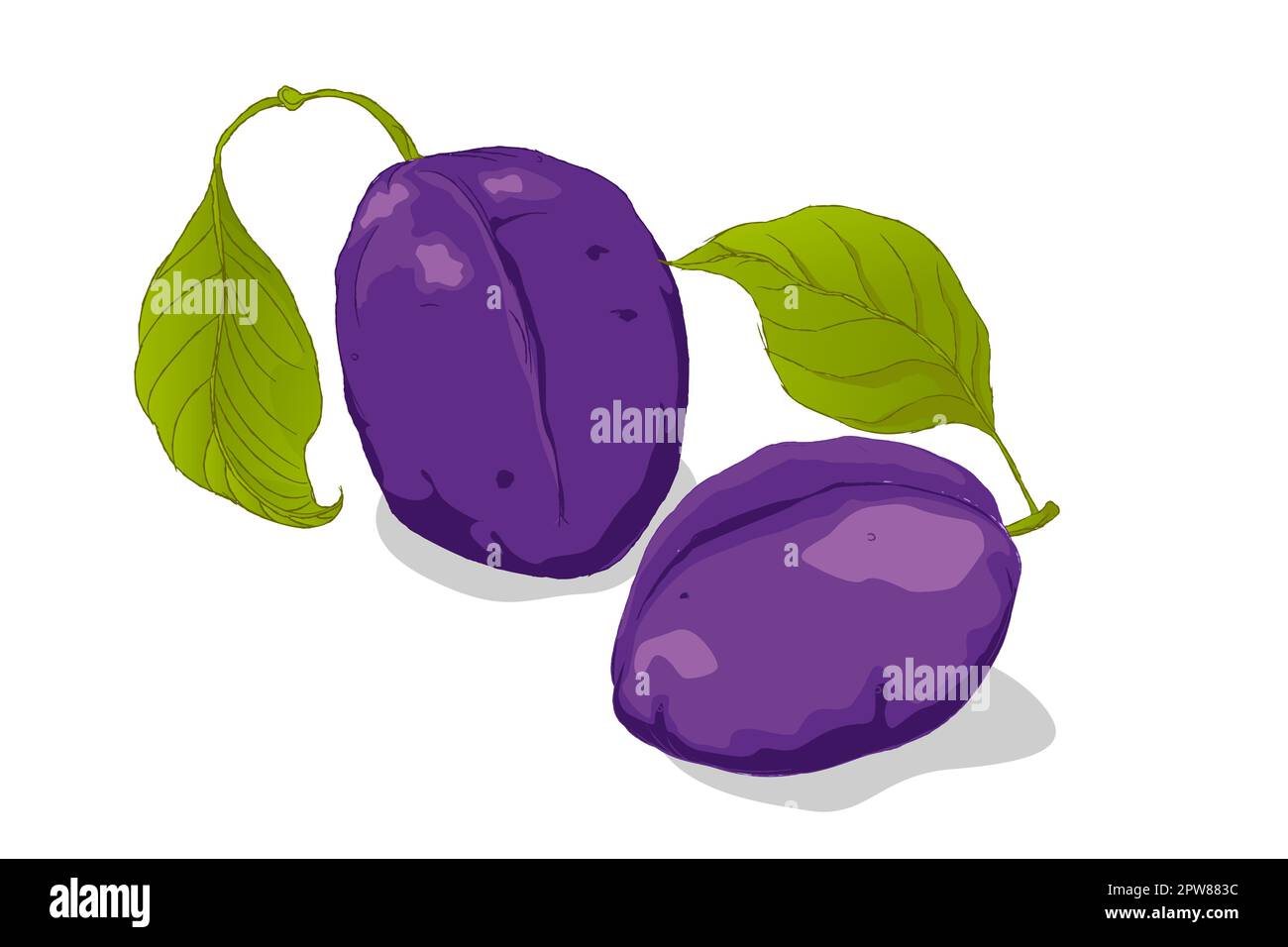 Two plums Stock-Vektorgrafiken kaufen - Alamy
