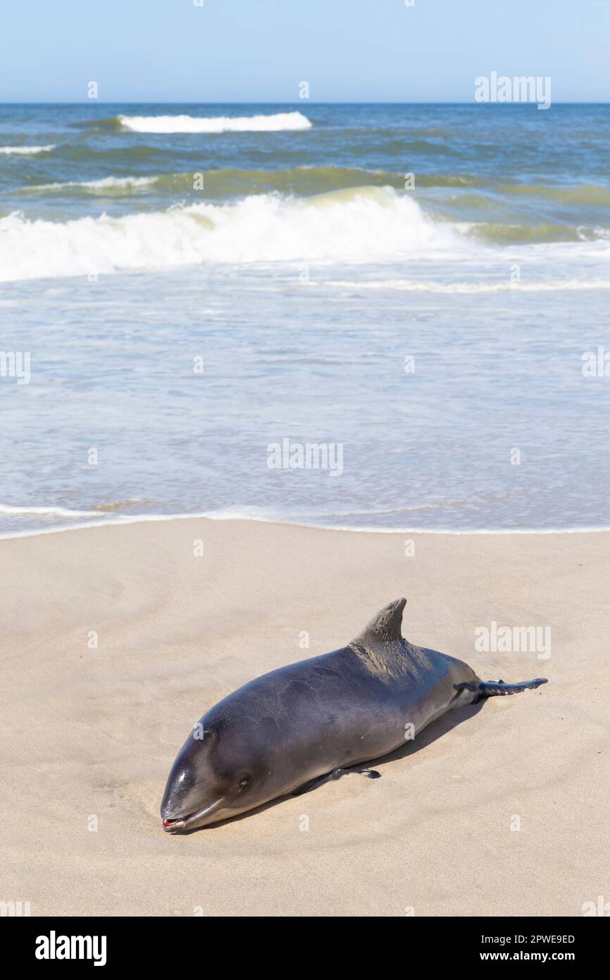 Toter wal am strand -Fotos und -Bildmaterial in hoher Auflösung - Seite ...
