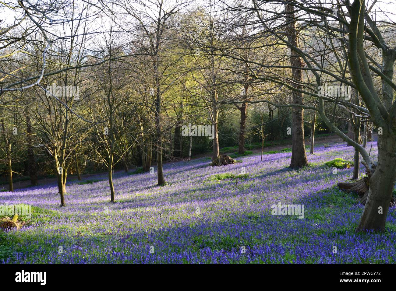Bluebells im Frühjahr 2023 im Emmett Garden, Scords Wood, IDE Hill ...