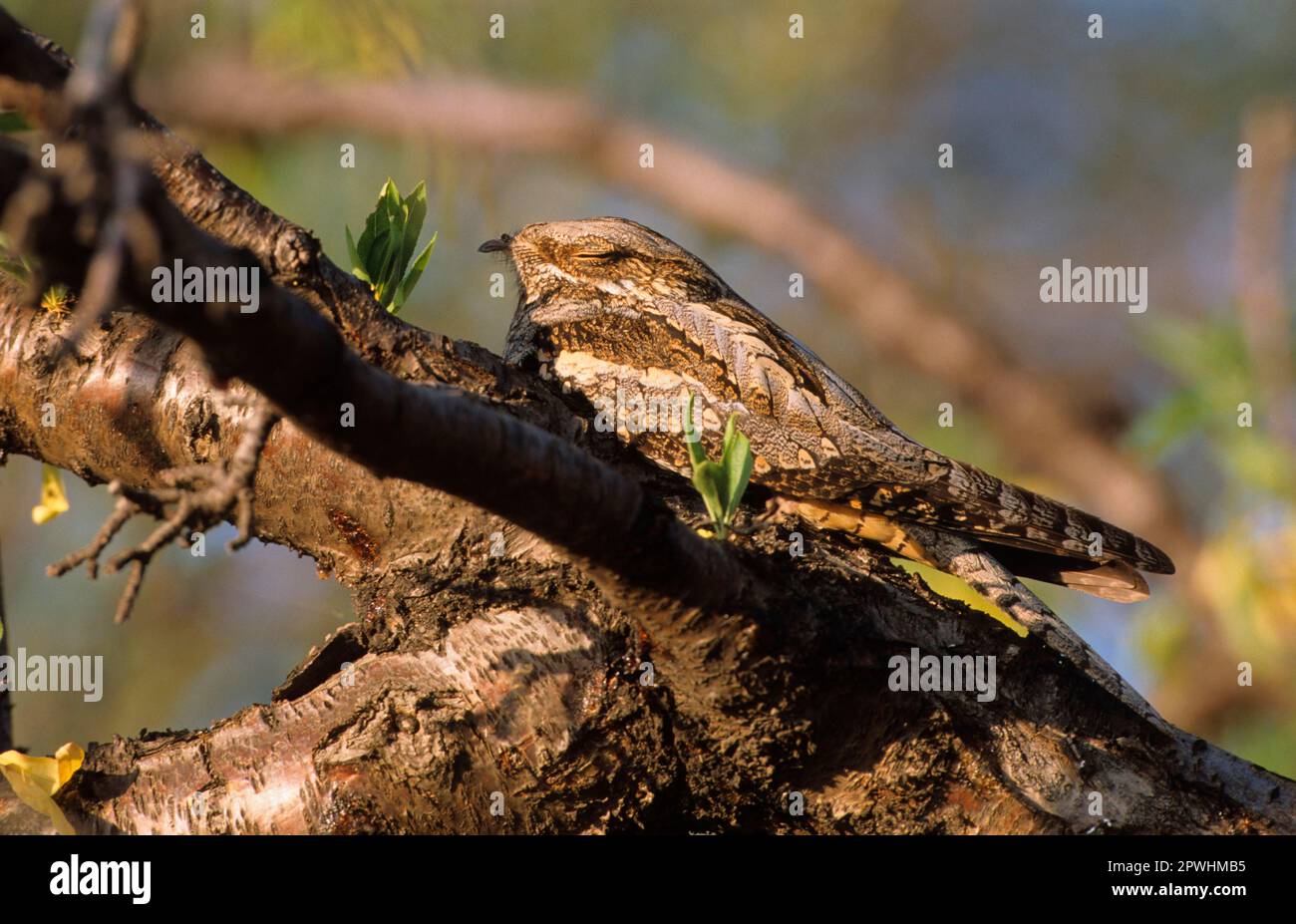 European nightjar -Fotos und -Bildmaterial in hoher Auflösung – Alamy