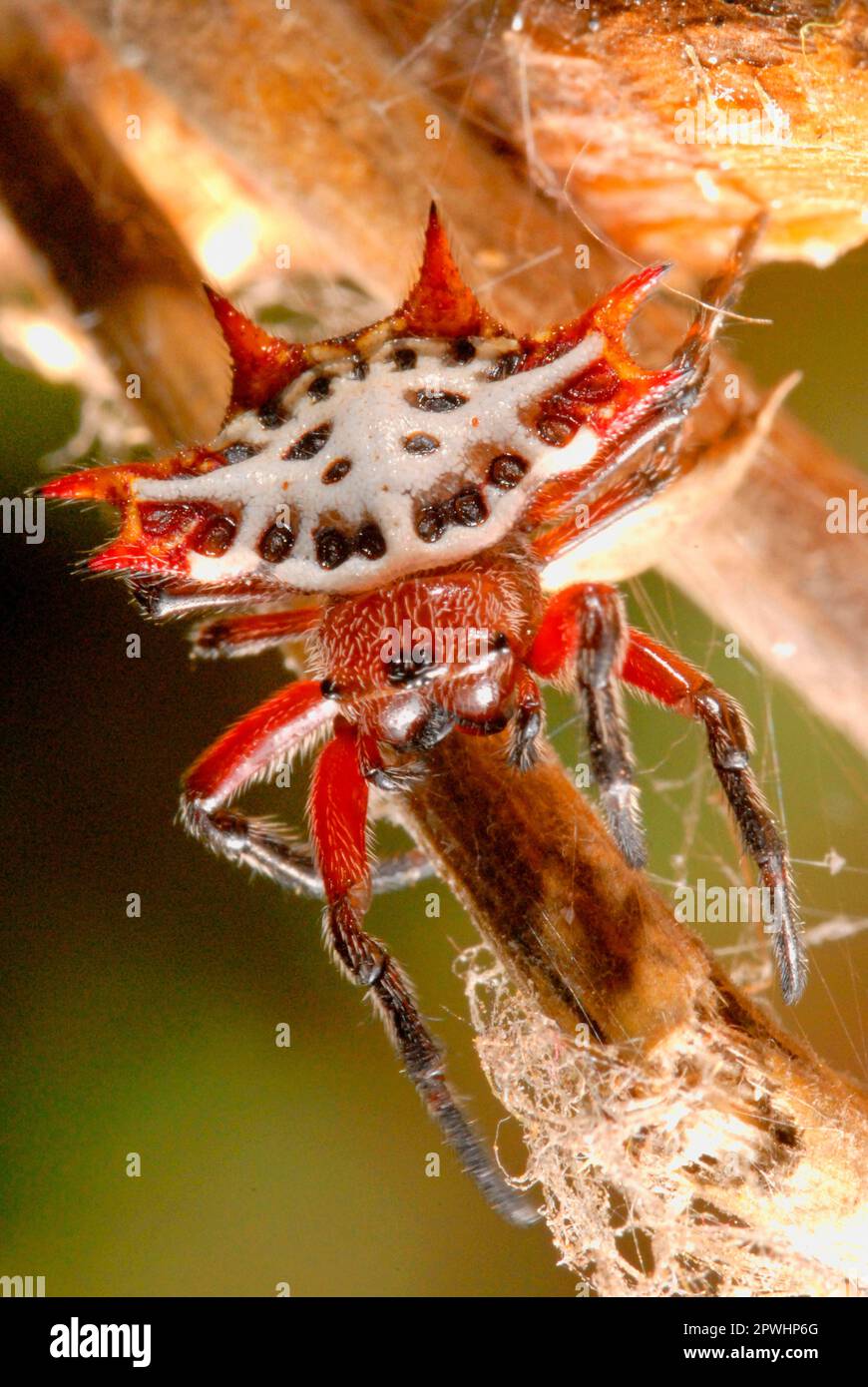 Rad netzspinne -Fotos und -Bildmaterial in hoher Auflösung – Alamy