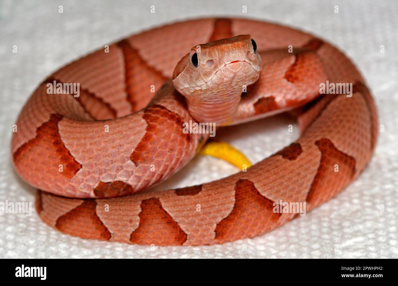 Copper head -Fotos und -Bildmaterial in hoher Auflösung – Alamy