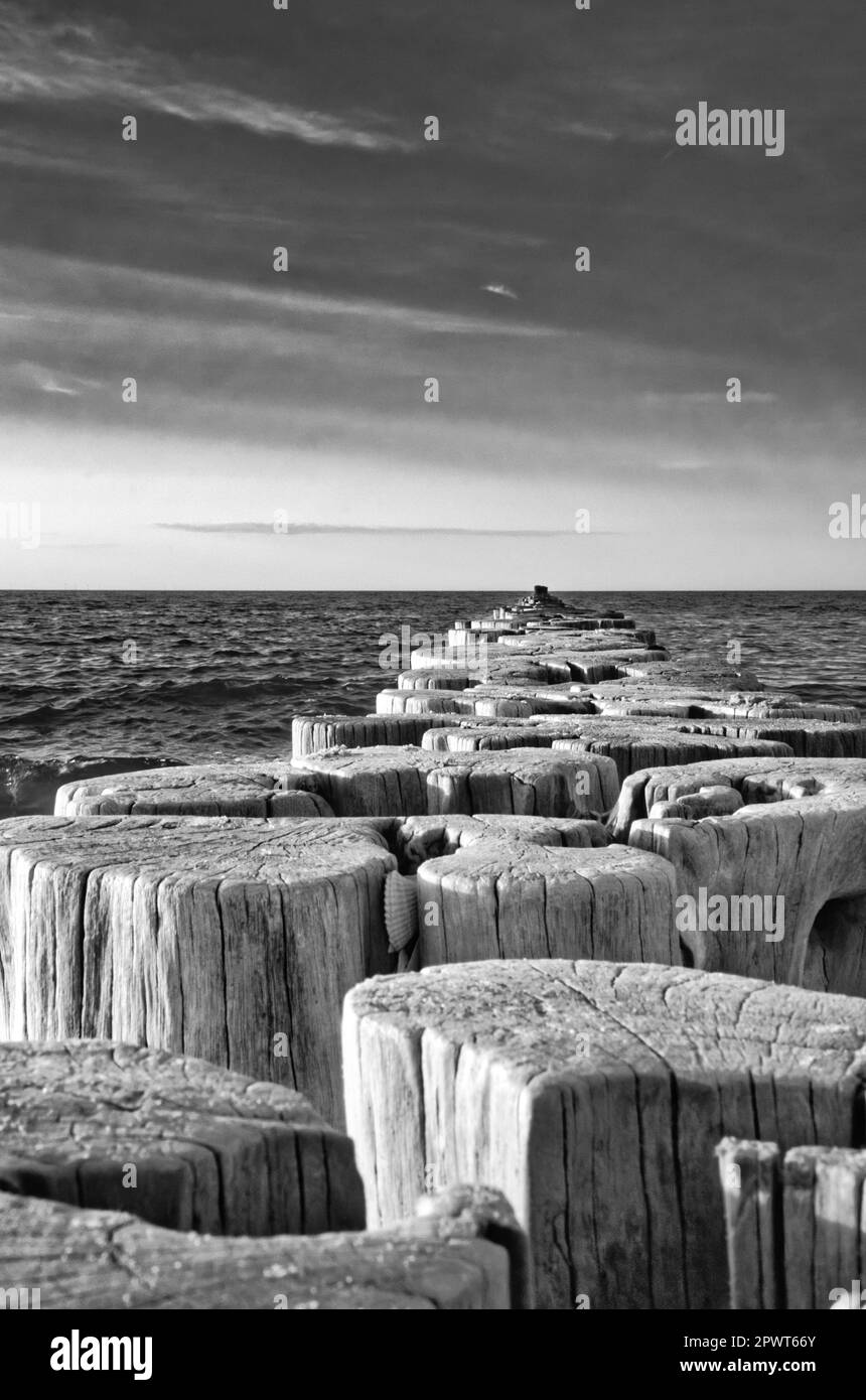 In der Ostsee erheben sich die Groynen in Schwarz und Weiß in den ...