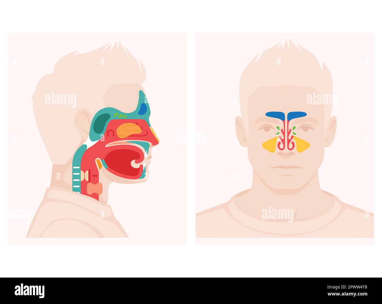Anatomie kopf zunge Stock-Vektorgrafiken kaufen - Alamy