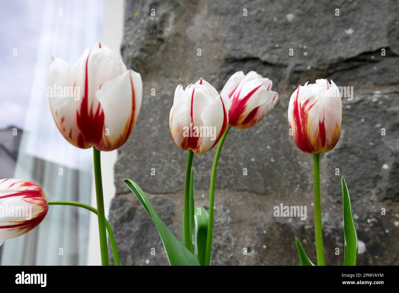 Große Perfektion rot-weiß gestreifte Tulpen in Blüte wachsen im April ...